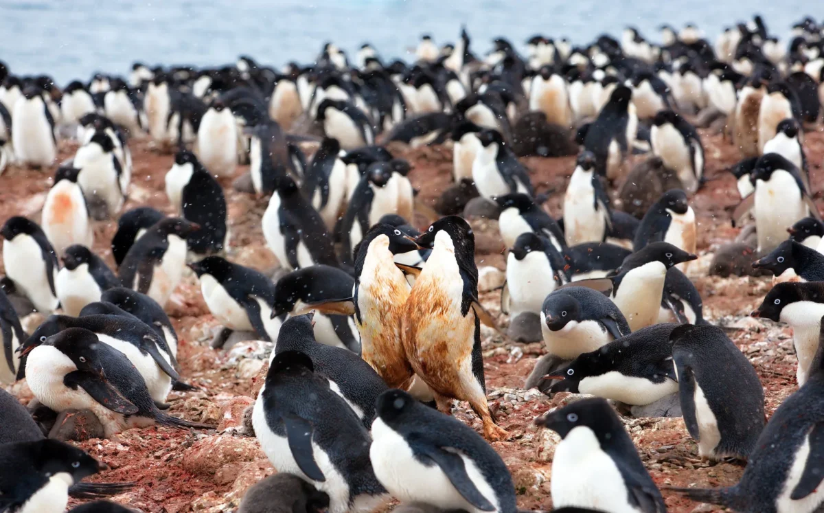 Penguin droppings ‘delaying’ climate change - TEA